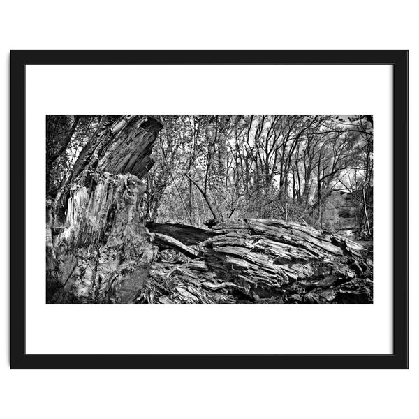 Rotten wood Art Print by Leo Brix | Arthaus