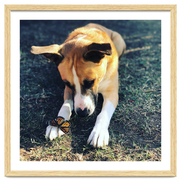 Cooper With Butterfly Art Print by Willenation | Arthaus