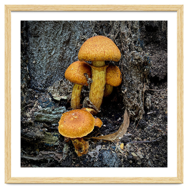 Tree Fungi Art Print by Ray Morgan | Arthaus