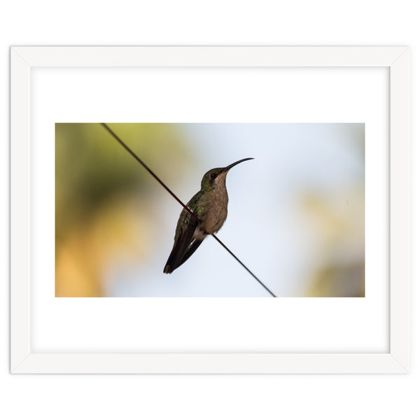 Colibri from Haïti Art Print by BNJ Photo | Arthaus