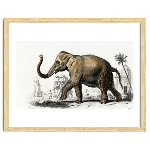 Asiatic elephant indicus illustrated Art Print by Mutlu | Arthaus